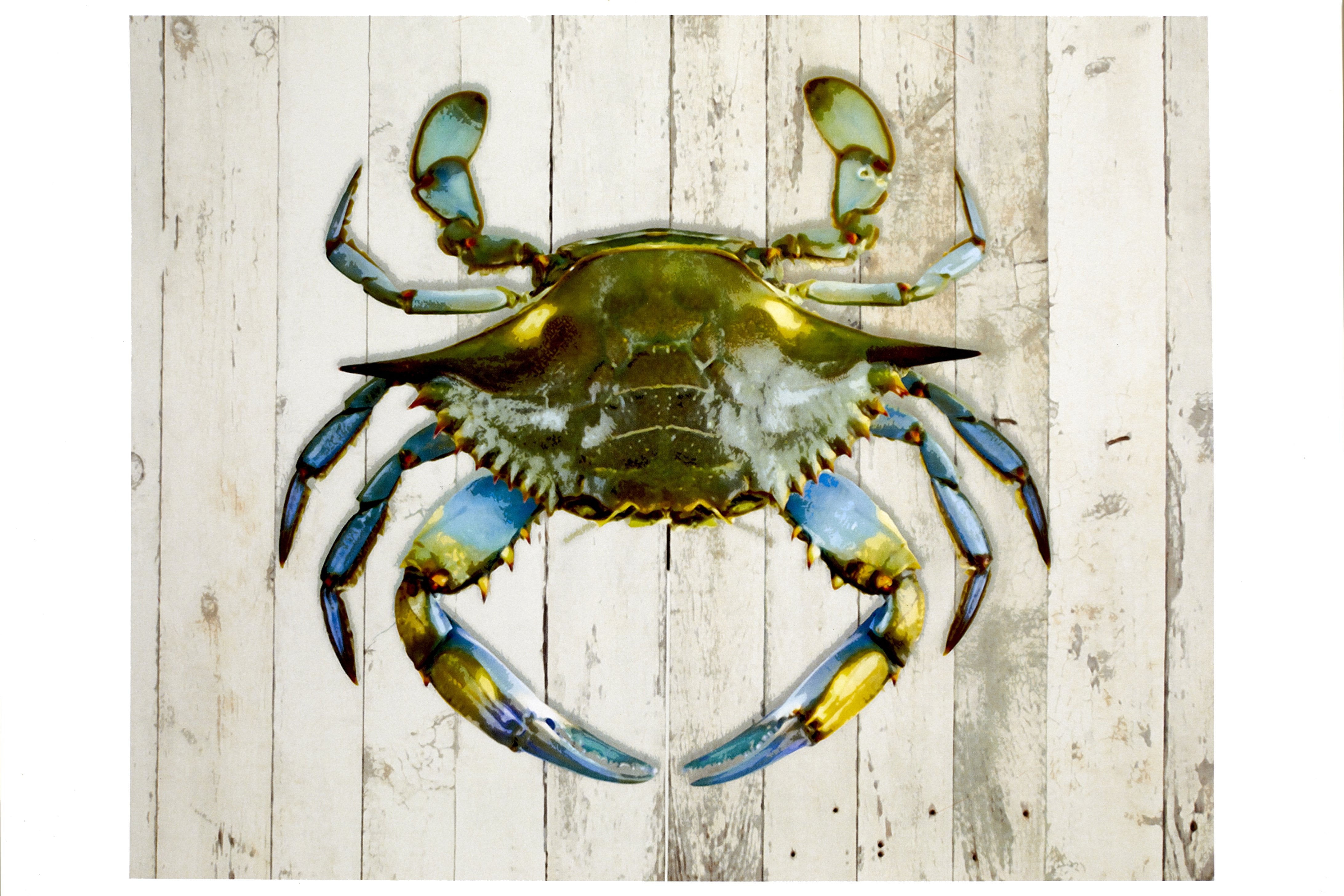 Blue Crab Painting SHE CRAB" Female Blue Crab (Callinectes Sapidus) By